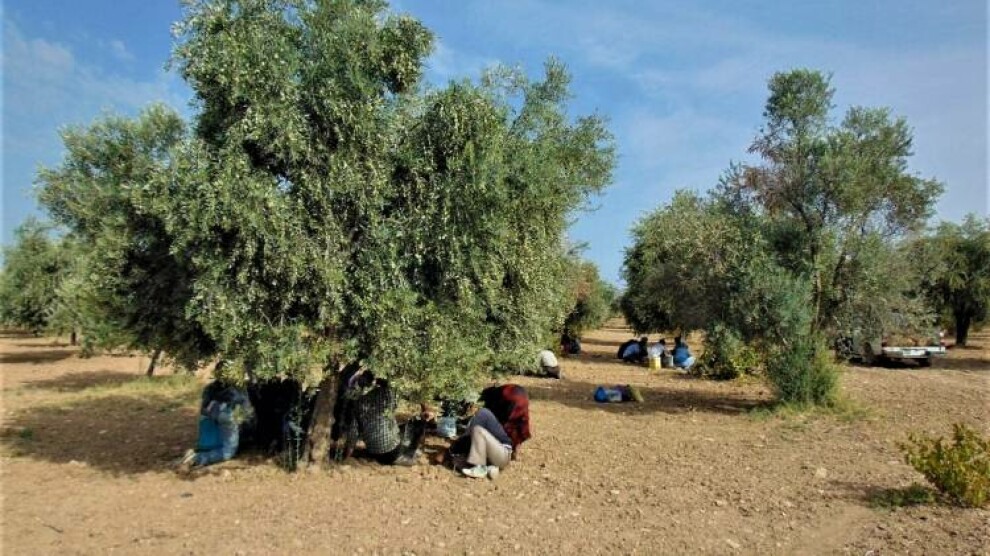 ROJAVA. Les gangs de la Turquie volent les olives et sèment la terreur ...
